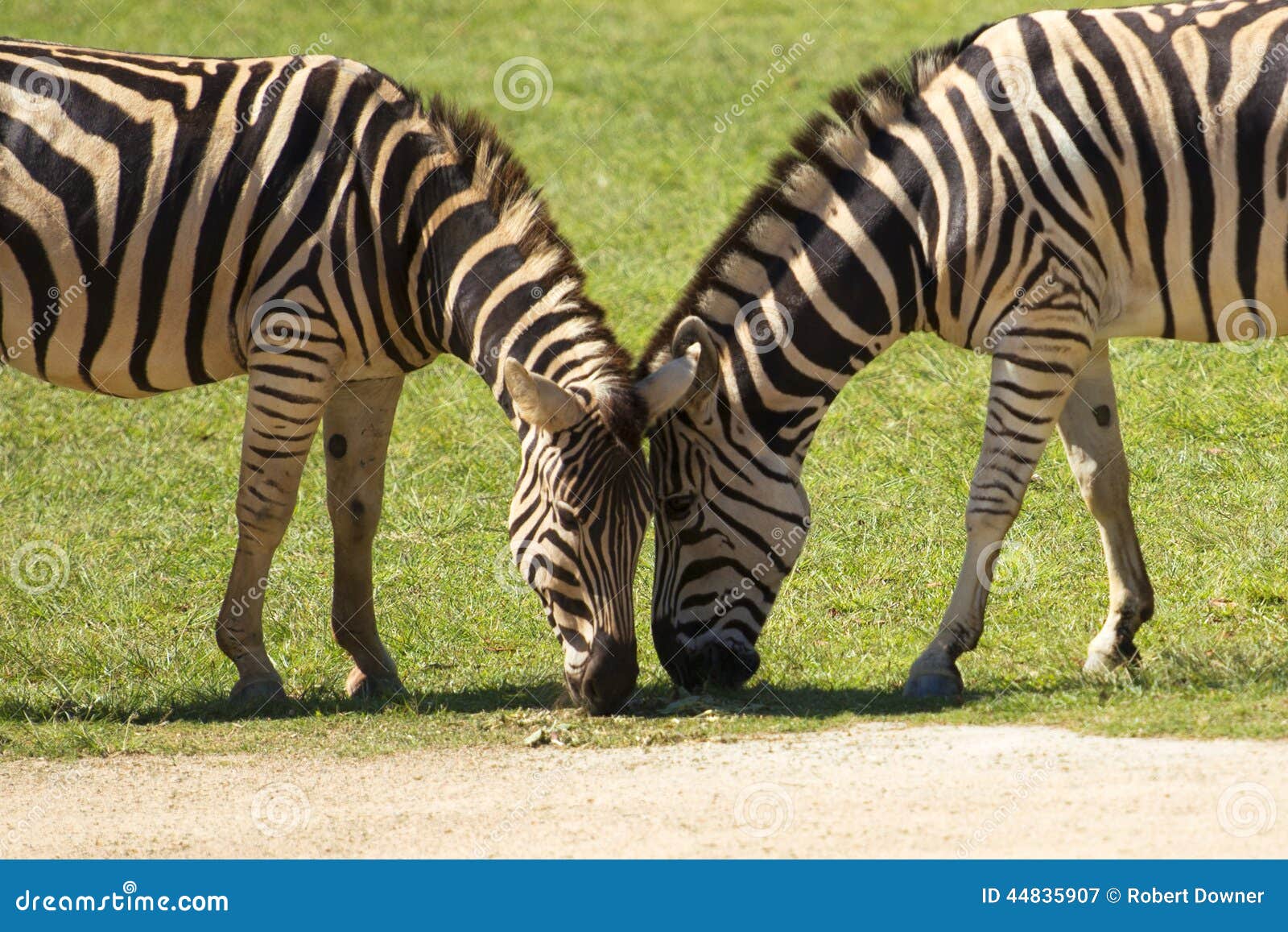 Two Zebras stock image. Image of zebras, national, together - 44835907