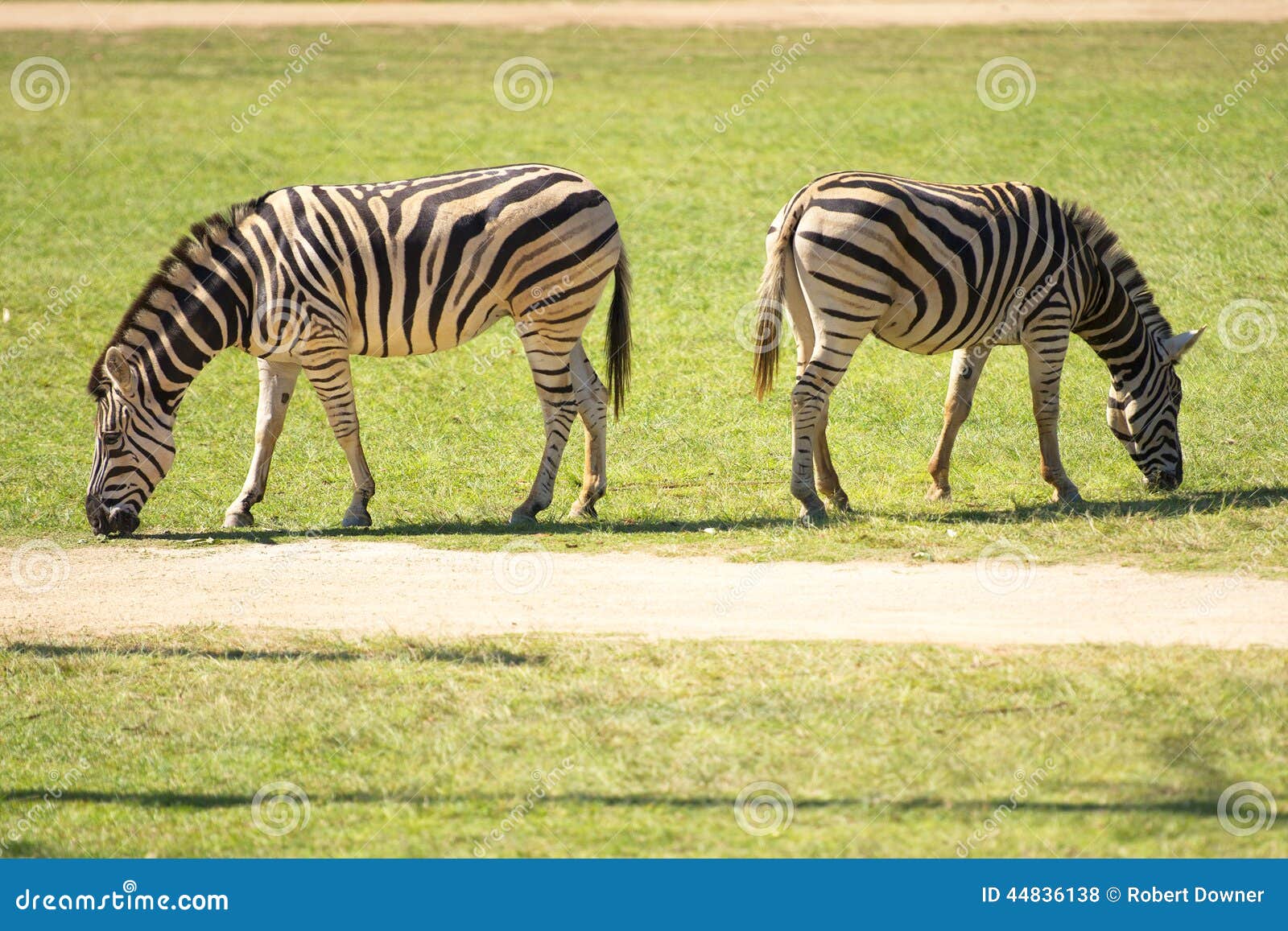 Two Zebras stock photo. Image of white, zebra, blue, harmony - 44836138