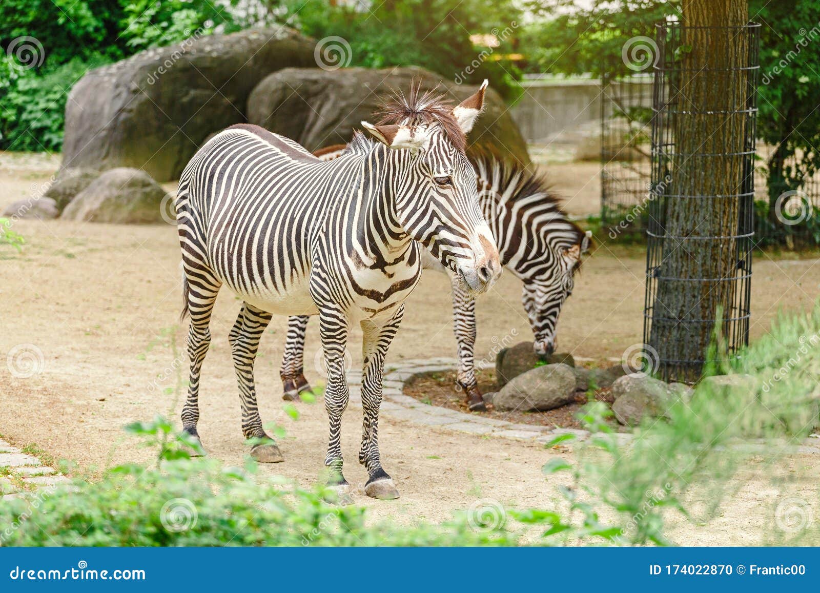 Two zebras in Zoo stock photo. Image of national, plain - 174022870