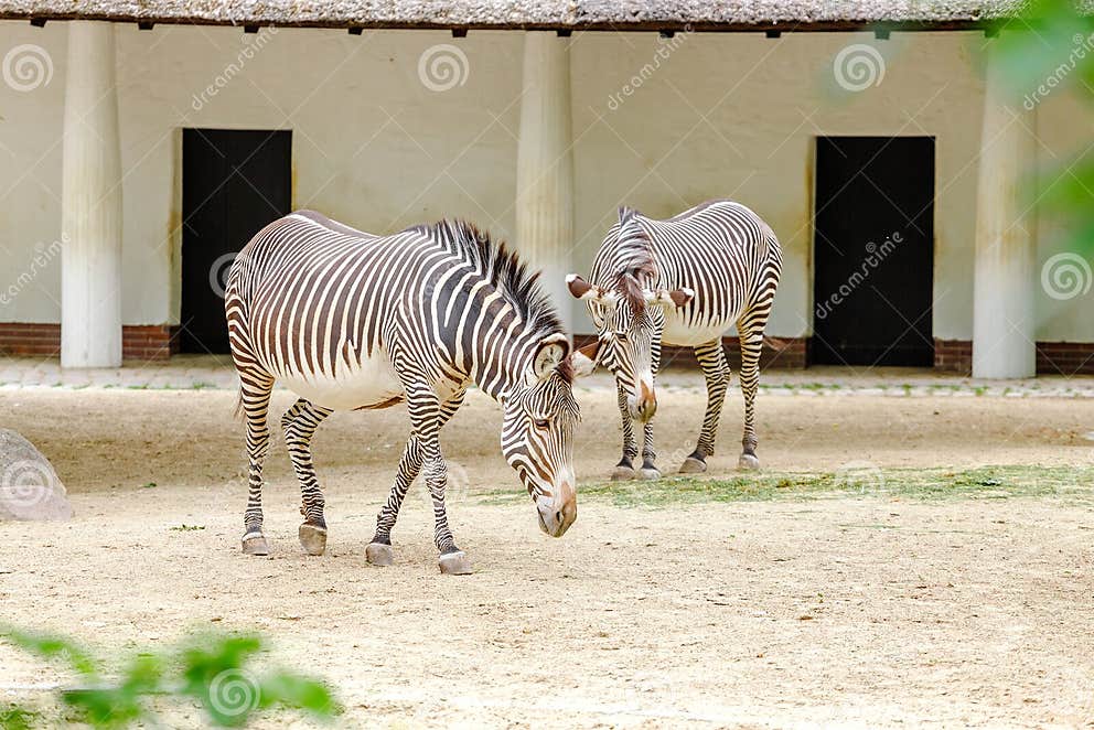 Two zebras in Zoo stock photo. Image of standing, herbivore - 174022920