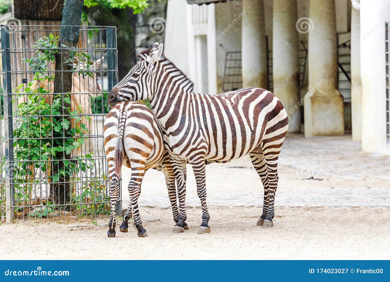 Two zebras in Zoo stock image. Image of jumping, vertebrate - 174023027