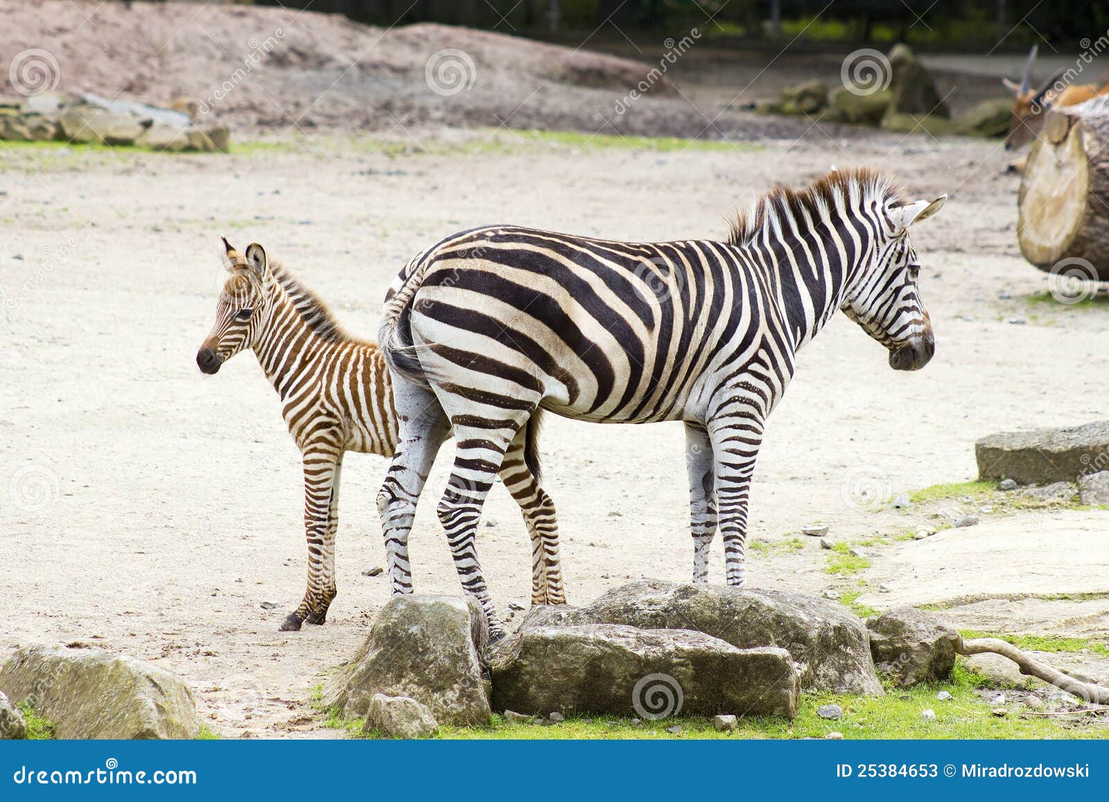 Two zebras in the zoo stock image. Image of neck, field - 25384653