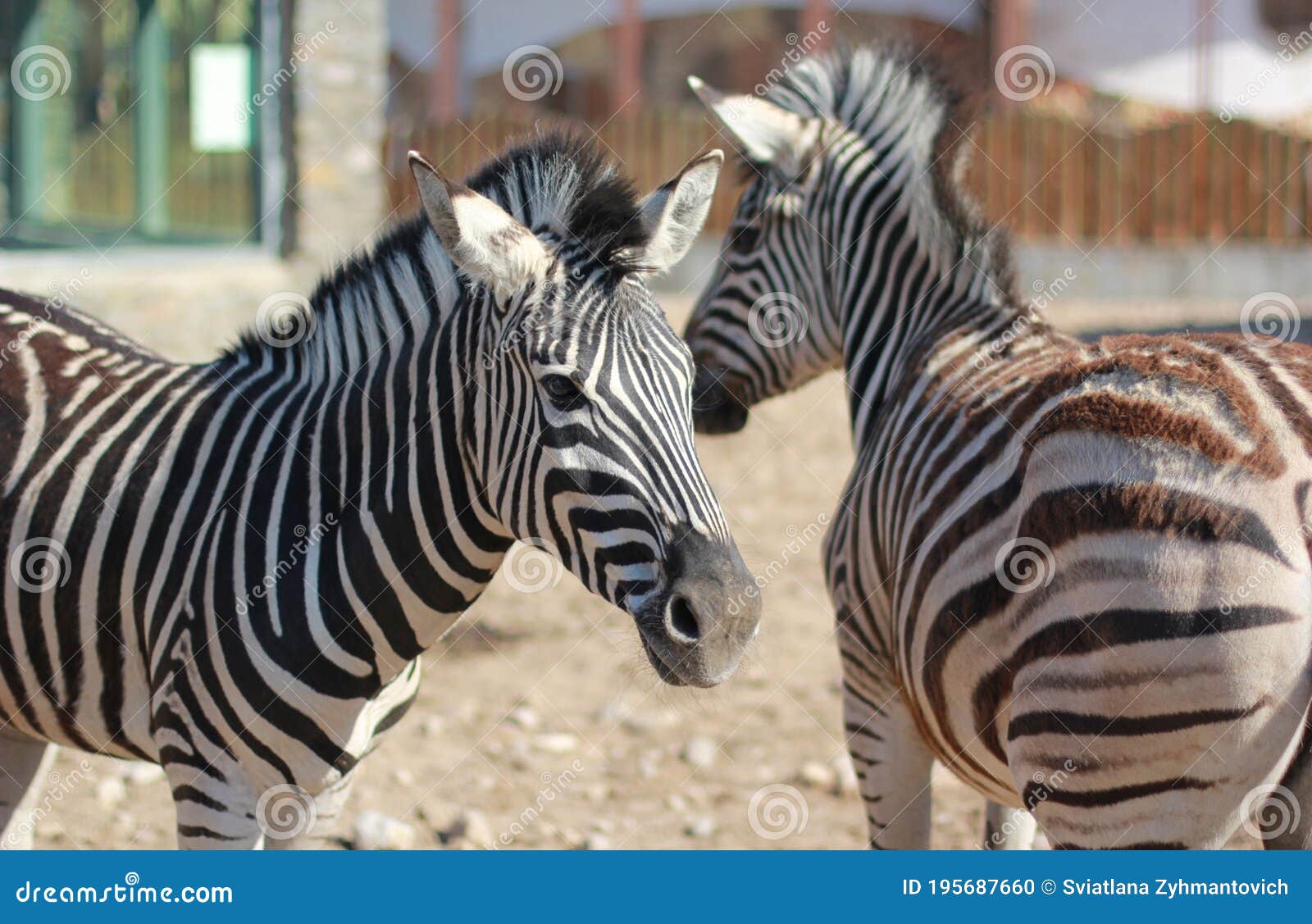 Serengeti In The City Stock Image | CartoonDealer.com #4925845