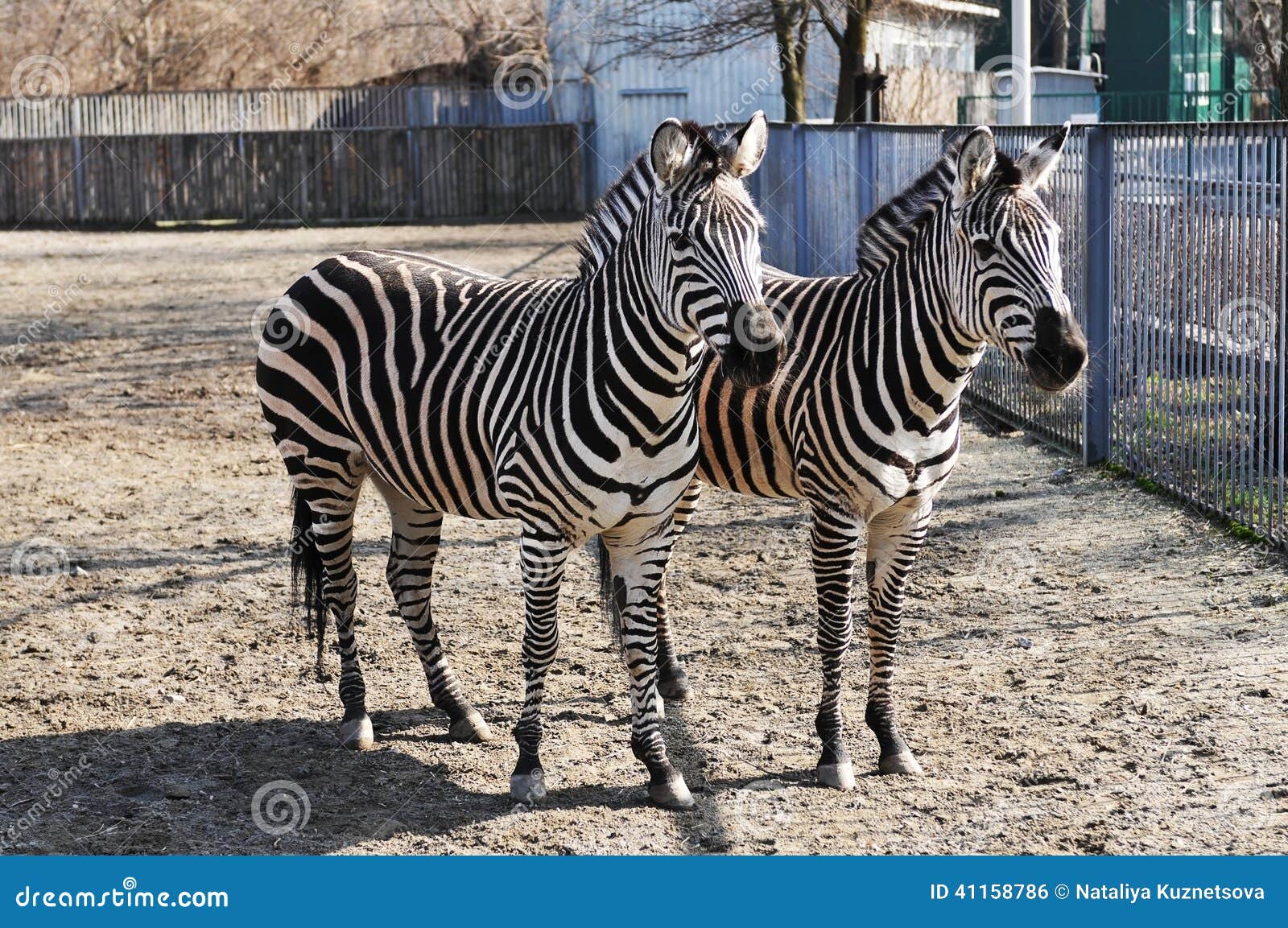 Two zebras in zoo stock photo. Image of zebras, wild - 41158786