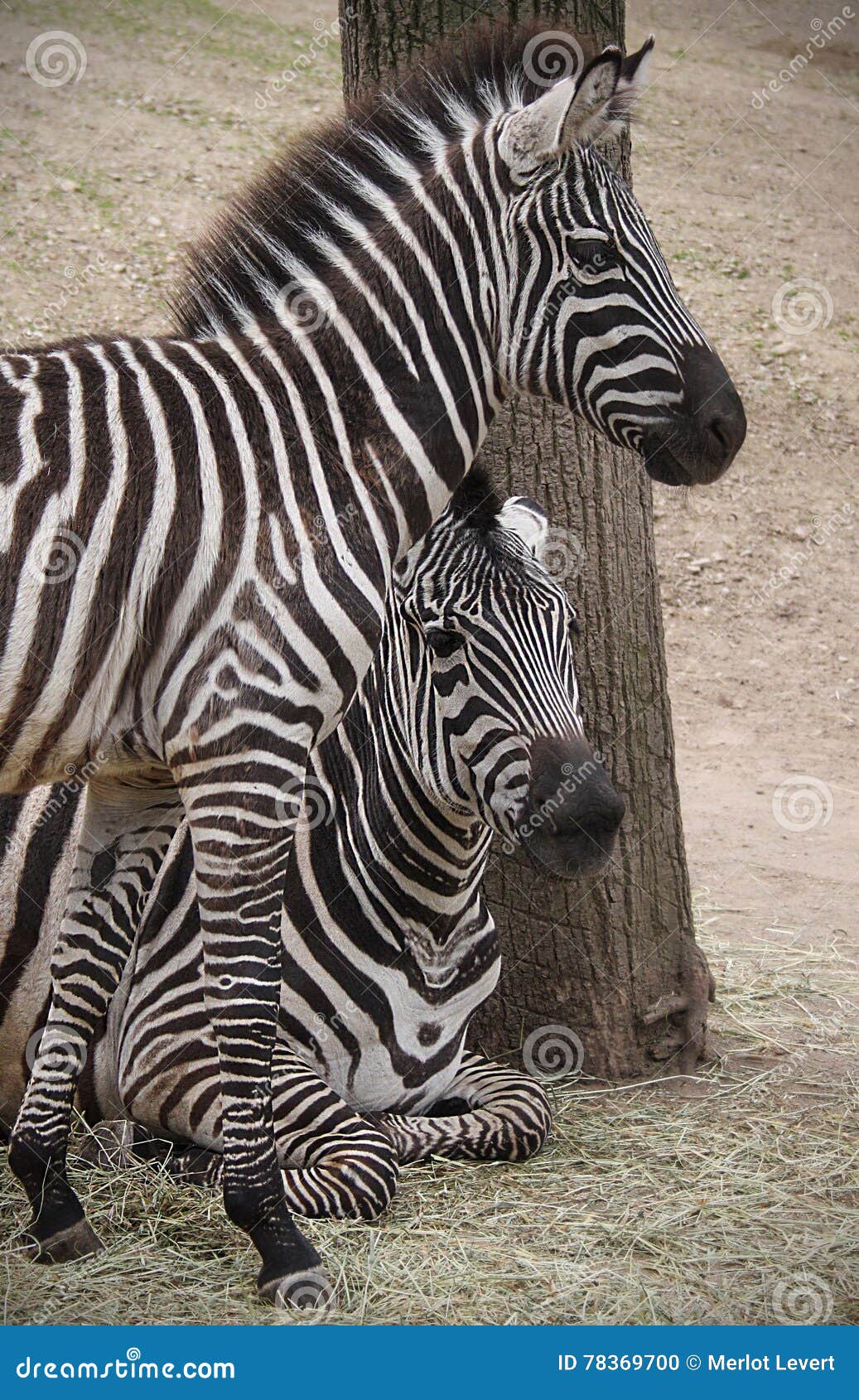 Two zebras stock photo. Image of straw, hoofs, czechrepublic - 78369700