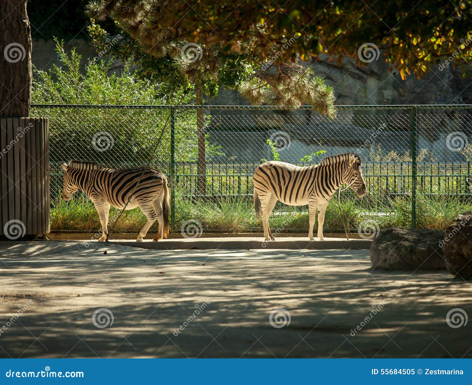 Two zebras in the zoo stock image. Image of grass, family - 55684505