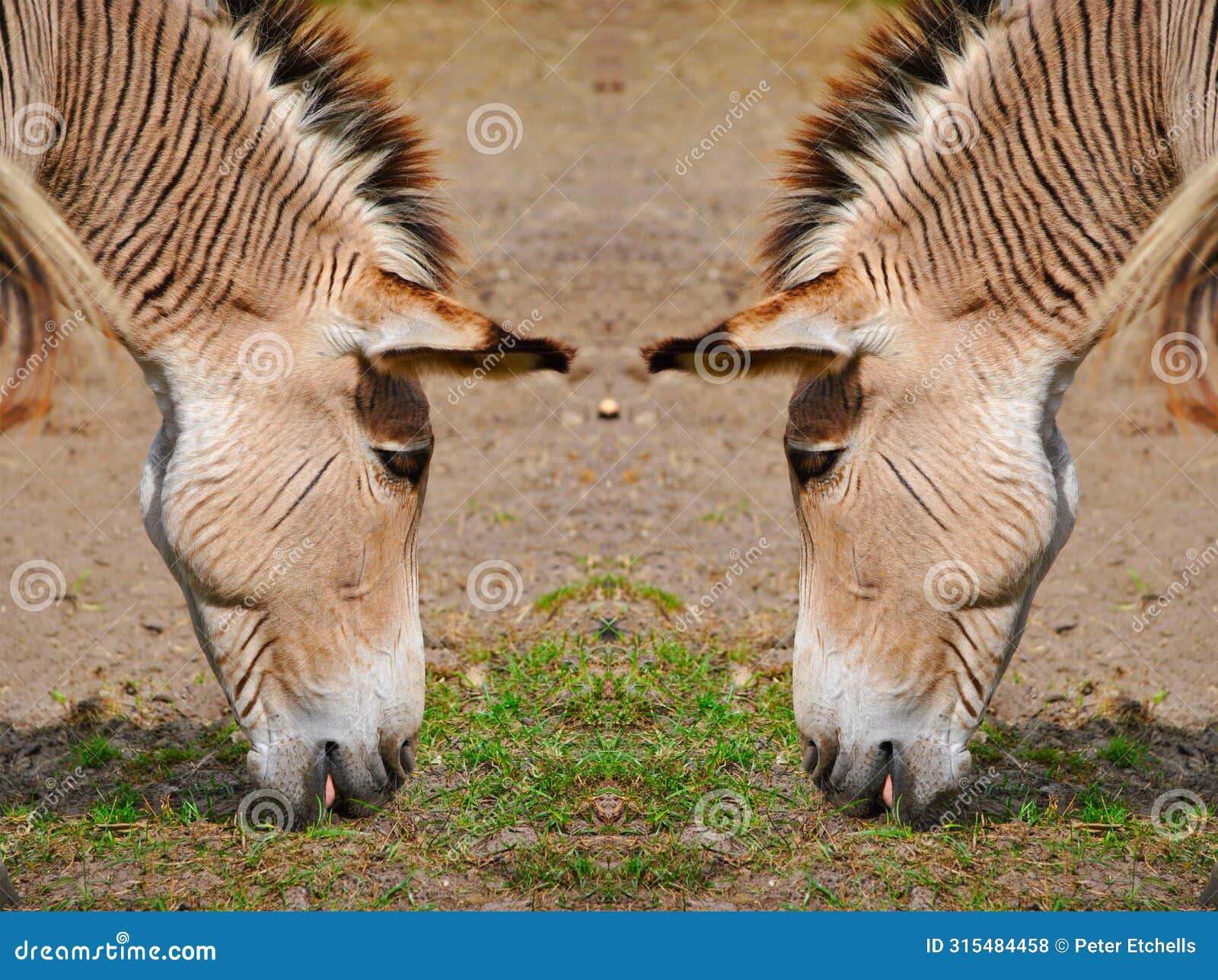 Two Zebroids stock photo. Image of zorse, zebras, zebroids - 315484458
