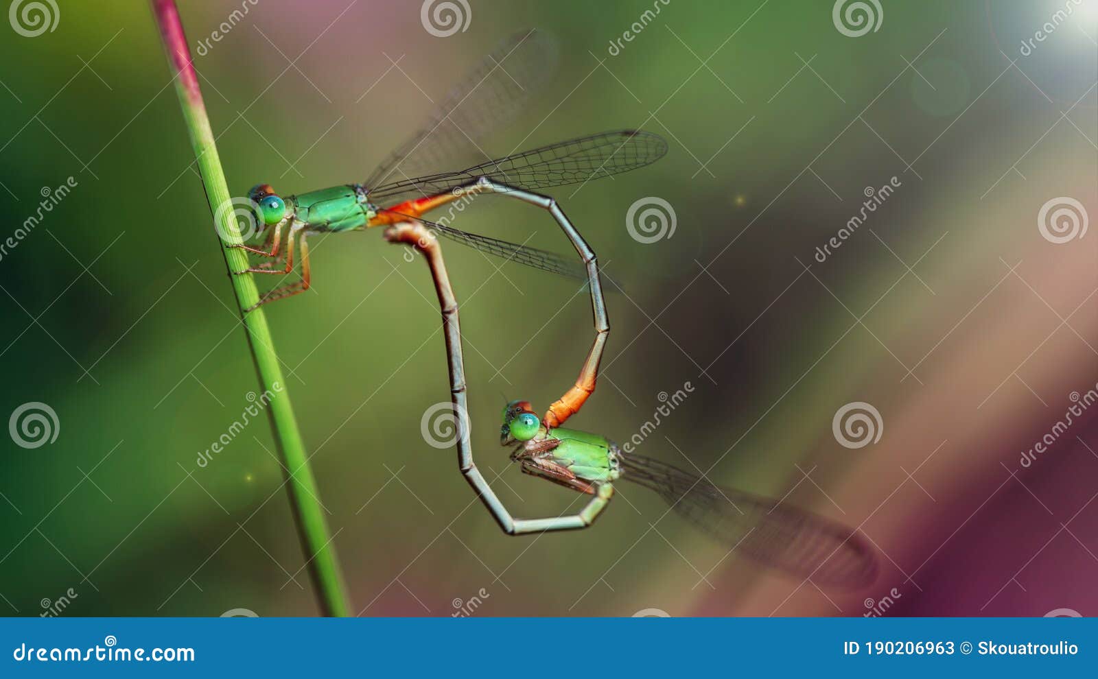 Two Green Colorful Damselfly Mating, Macro Photography of this Small ...