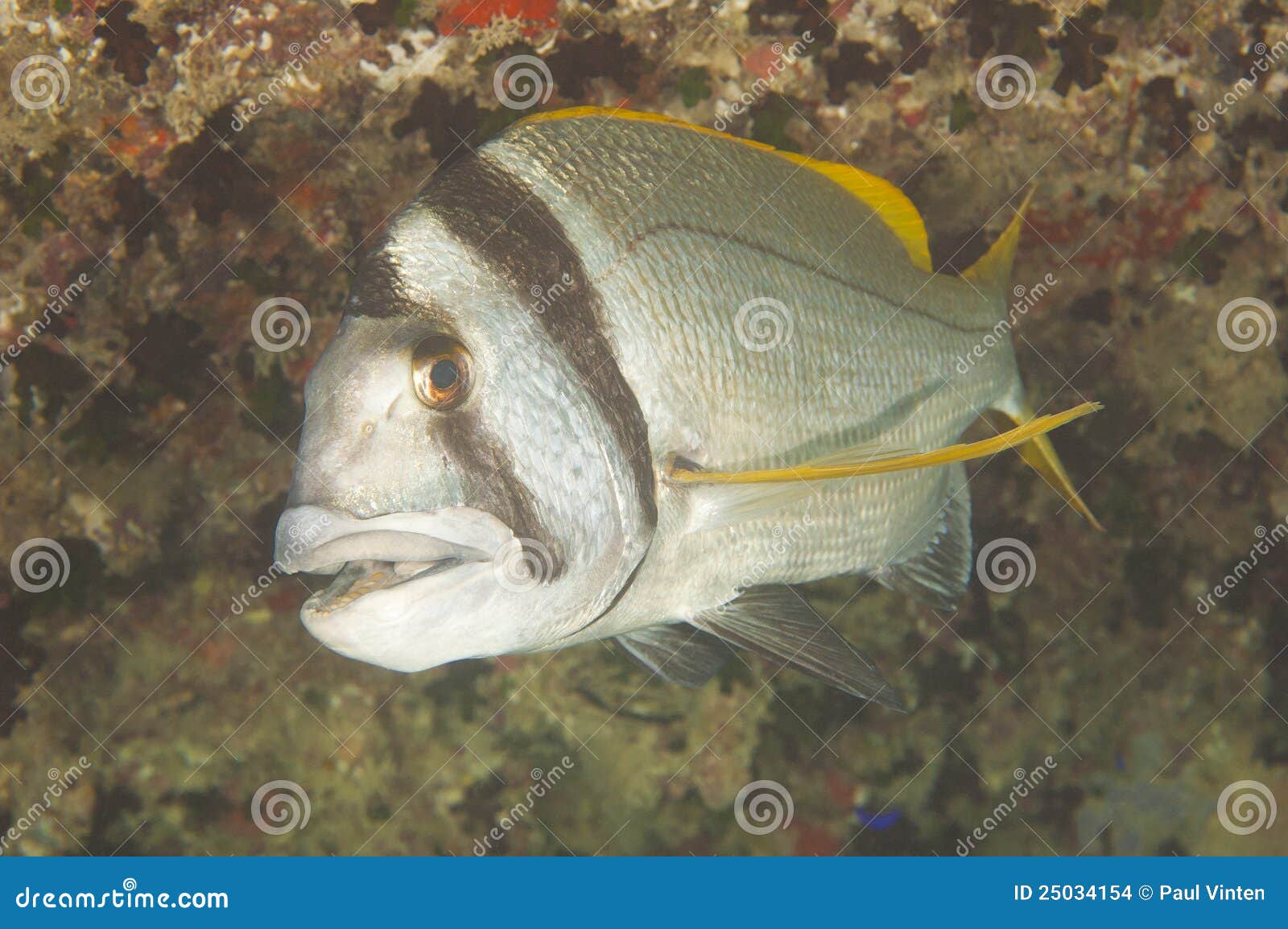 Twobar Seabream on Coral Reef Stock Photo - Image of twobar, tropical ...