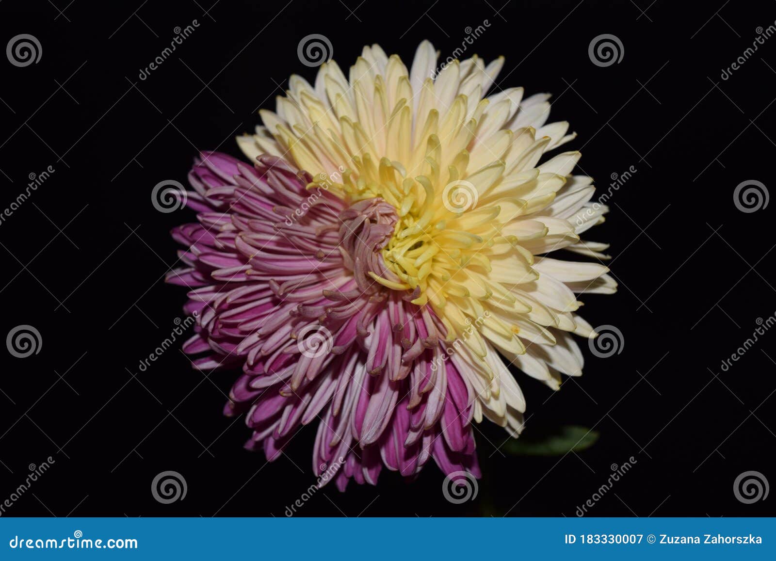 Twocolor Flower stock image. Image of purple, twocolor - 183330007