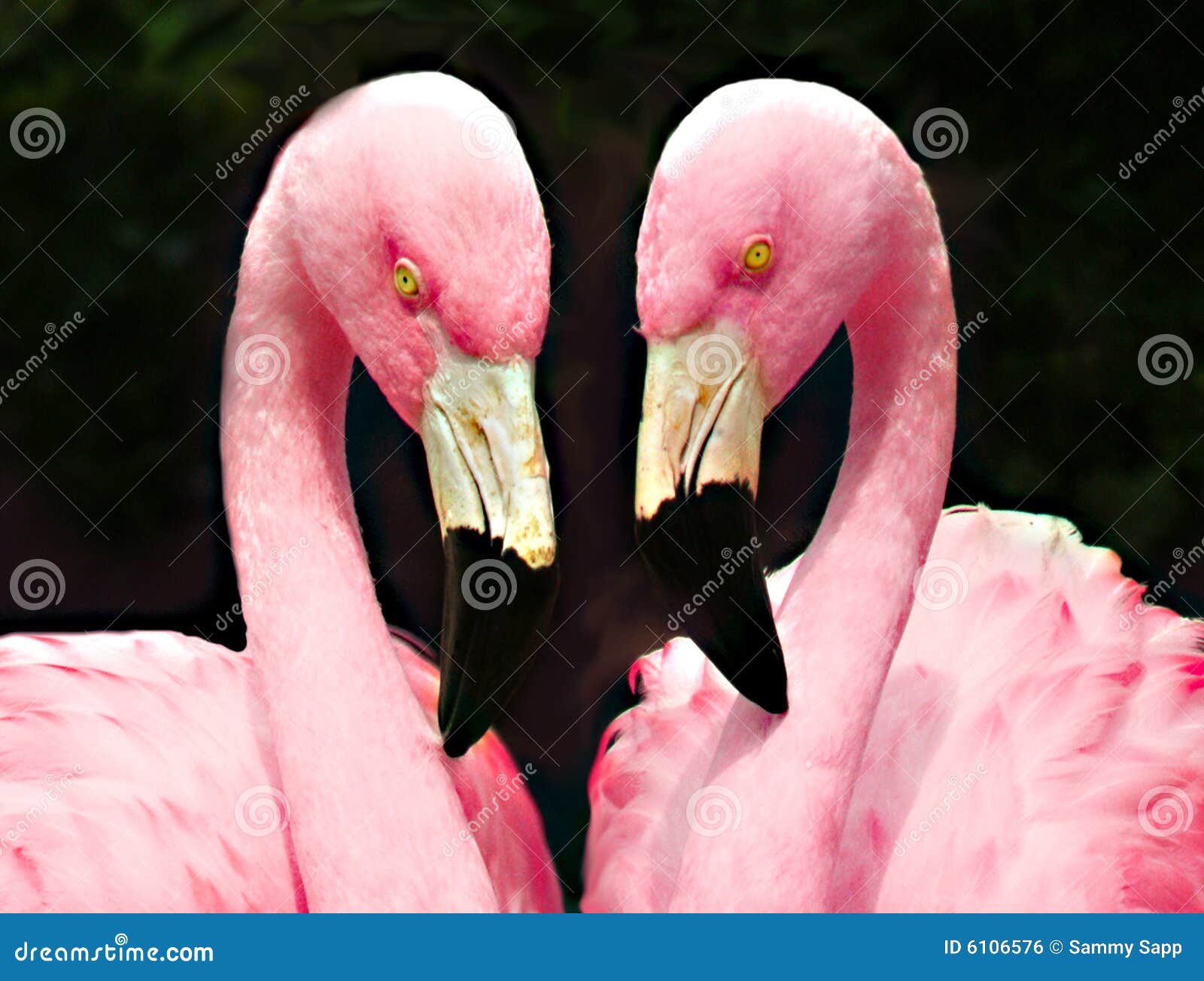 TwoFlamingos stock photo. Image of blue, nature, love - 6106576