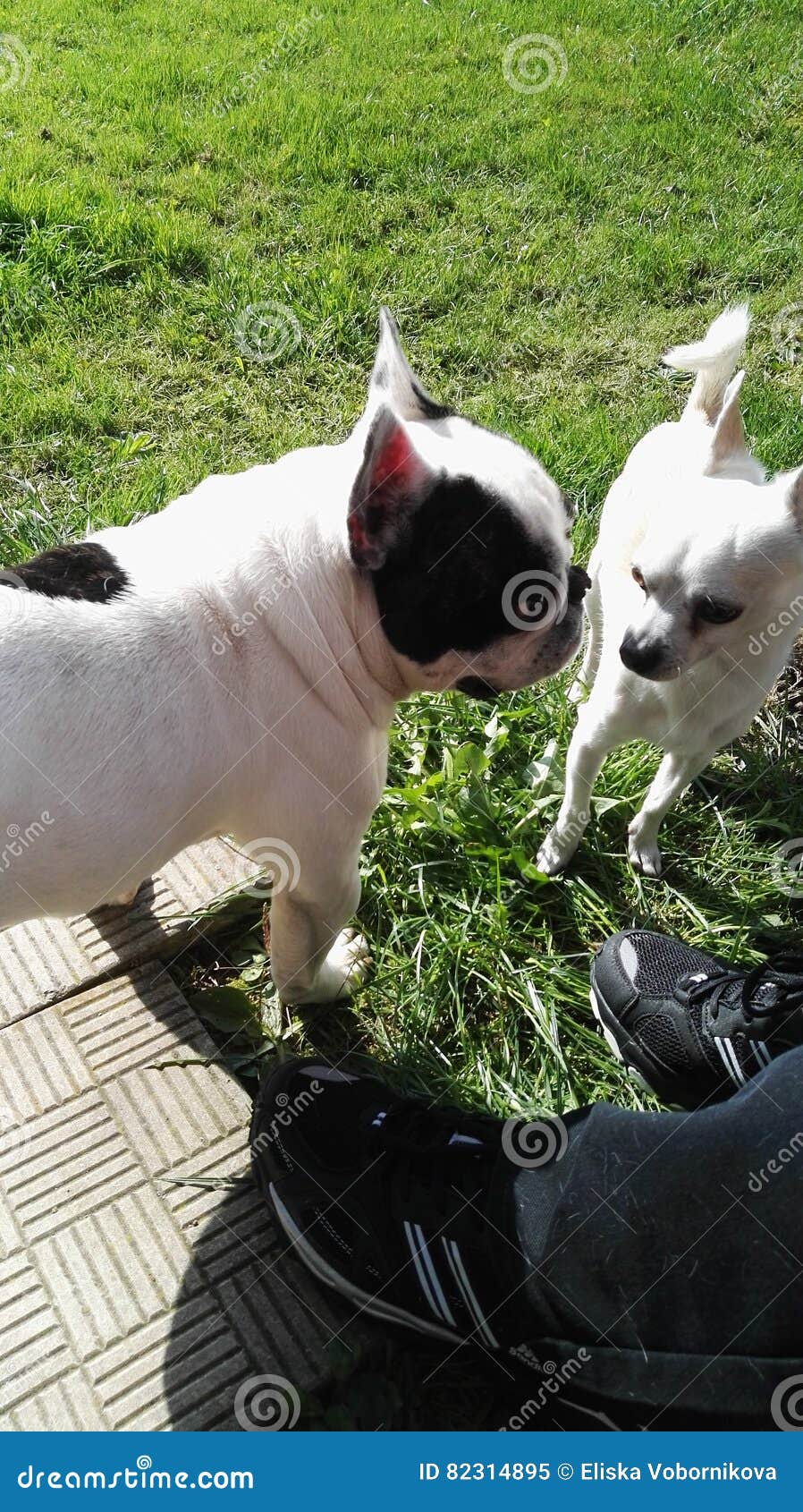 Twoo white dogs editorial image. Image of chivava, white - 82314895