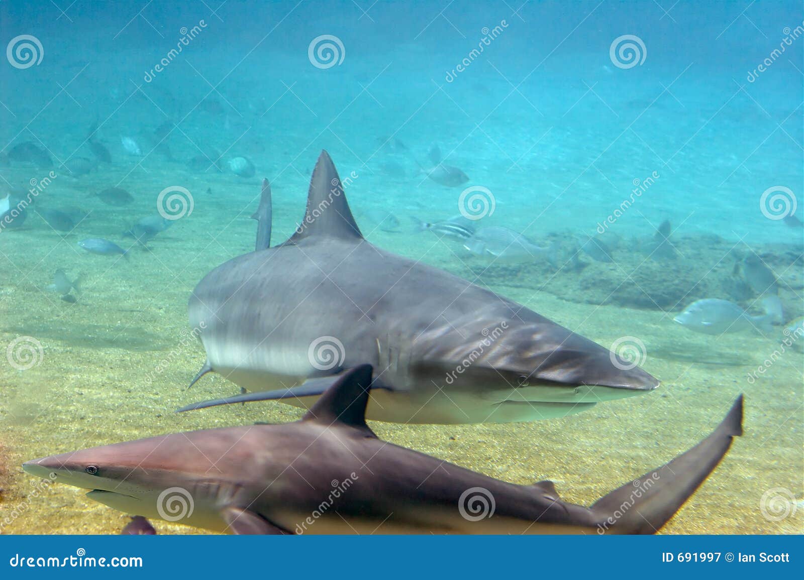 TwoSharks stock image. Image of aquarium, australia, diving - 691997