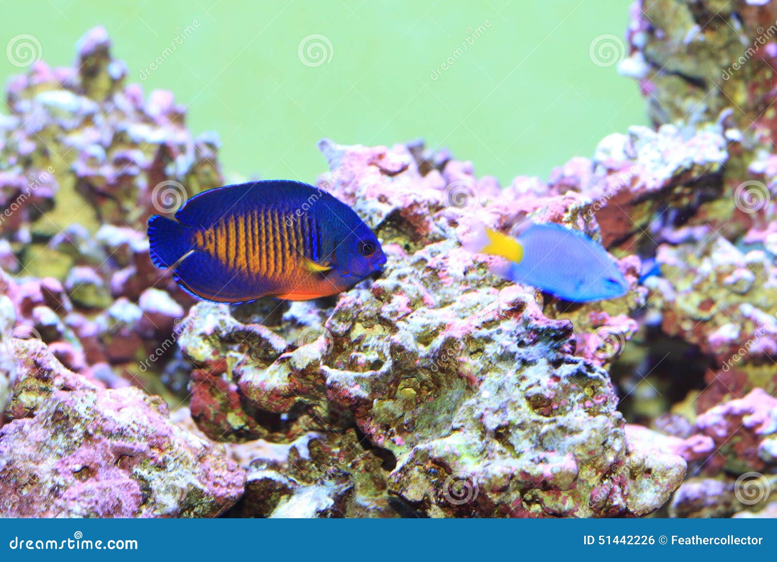 Twospined Angelfish stock photo. Image of okinawa, beauty - 51442226