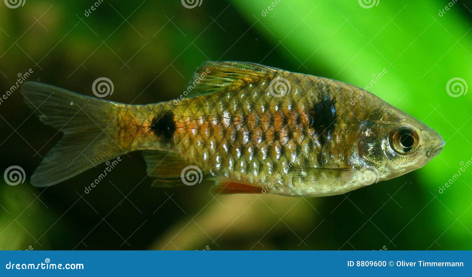 Twospot Barb (Puntius Ticto) Stock Photo - Image of wildlife, detail ...