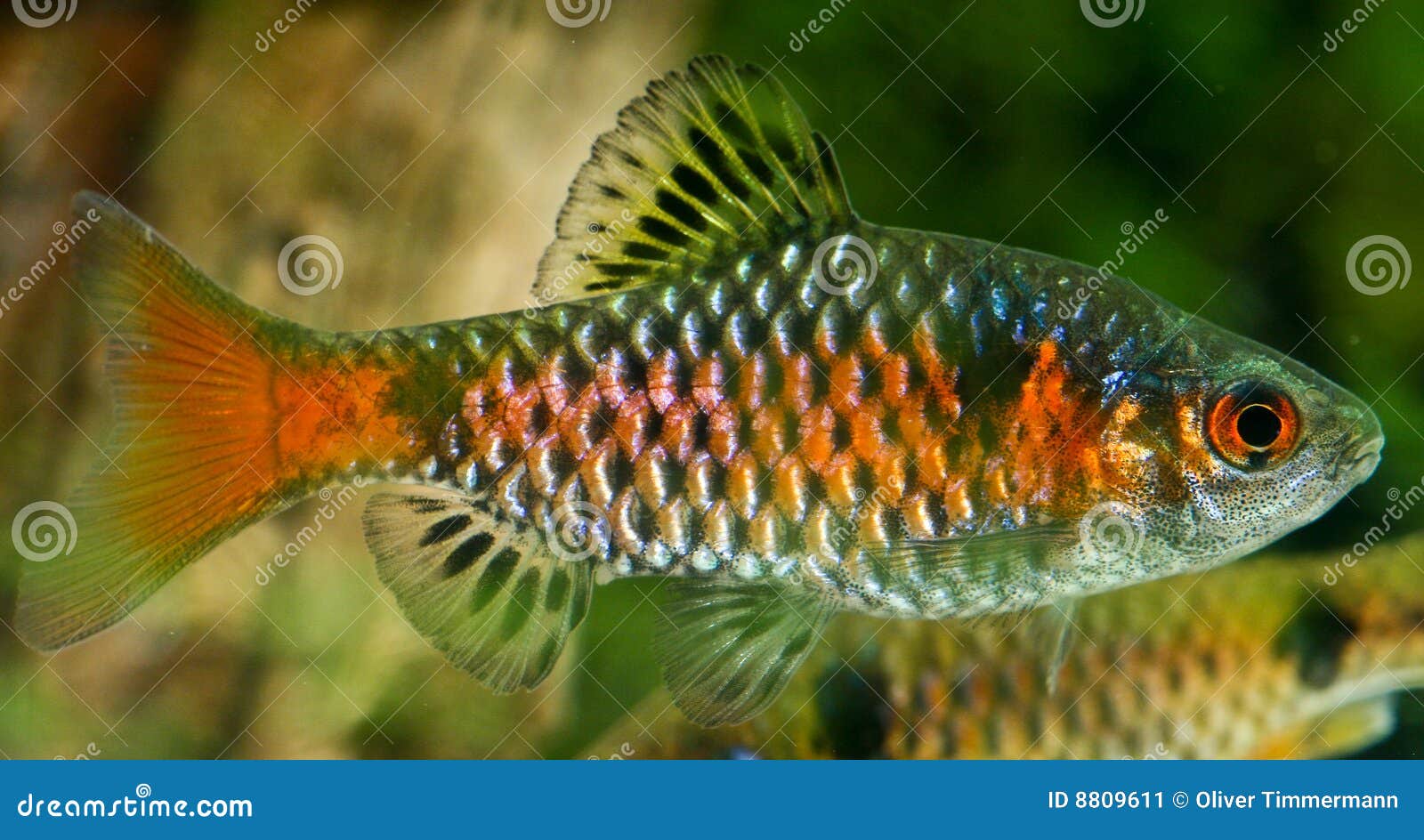 Twospot Barb (Puntius Ticto) Stock Image - Image of makro, marine: 8809611
