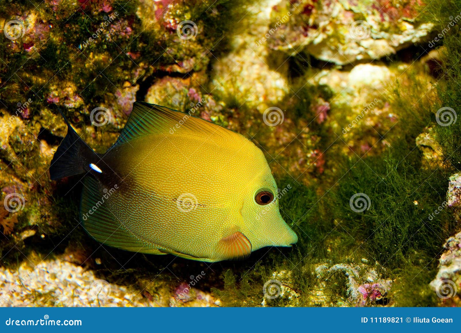 Twotone or Scopas Tang stock image. Image of coral, fish - 11189821