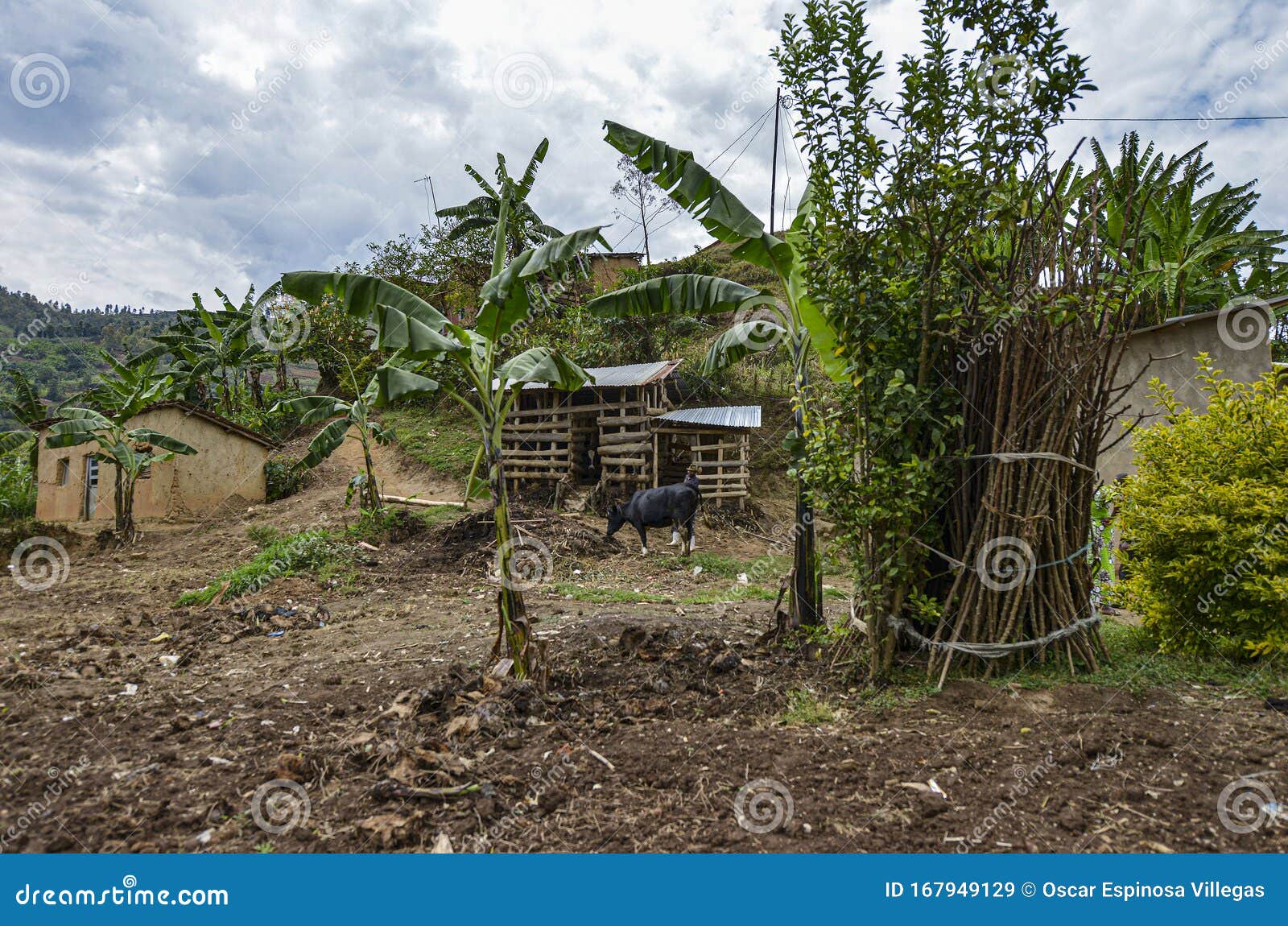Tyazo in Rwanda editorial stock image. Image of beautiful - 167949129