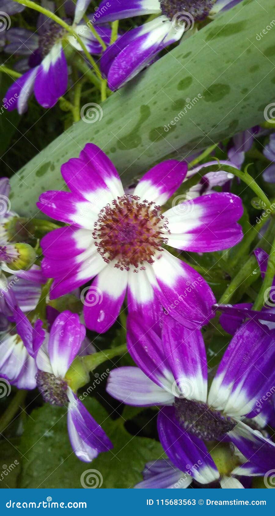 The Tye-Dye Flower stock image. Image of tyedyed, flower - 115683563