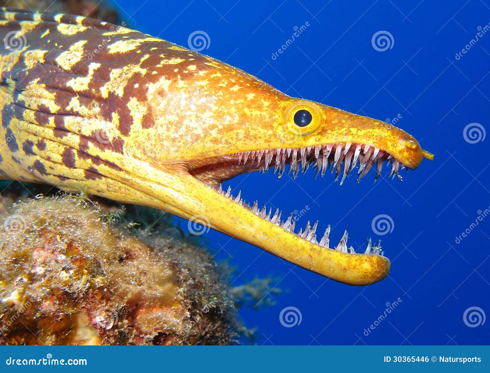 Tygrysia murena zdjęcie stock. Obraz złożonej z atlantycki - 30365446