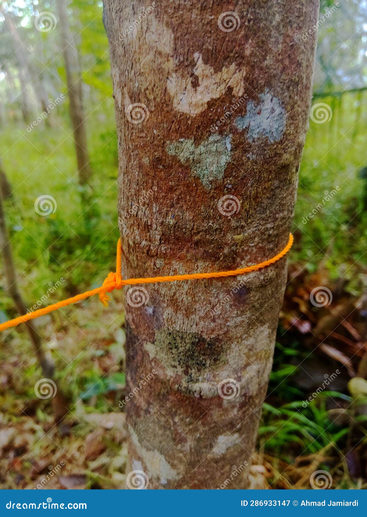 Tying a rope on a tree. stock image. Image of bark, green - 286933147