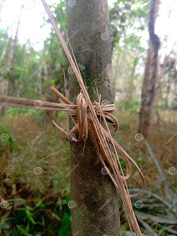 Tying wood with a rattan. stock illustration. Illustration of soil ... Tying wood with a rattan. stock illustration. Illustration of soil ...