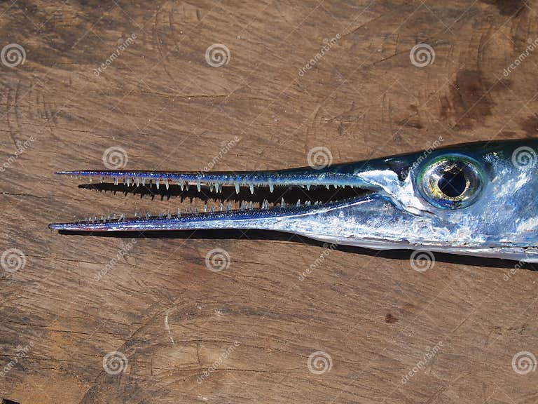 Tylosurus crocodilus fish stock photo. Image of silver - 19873834