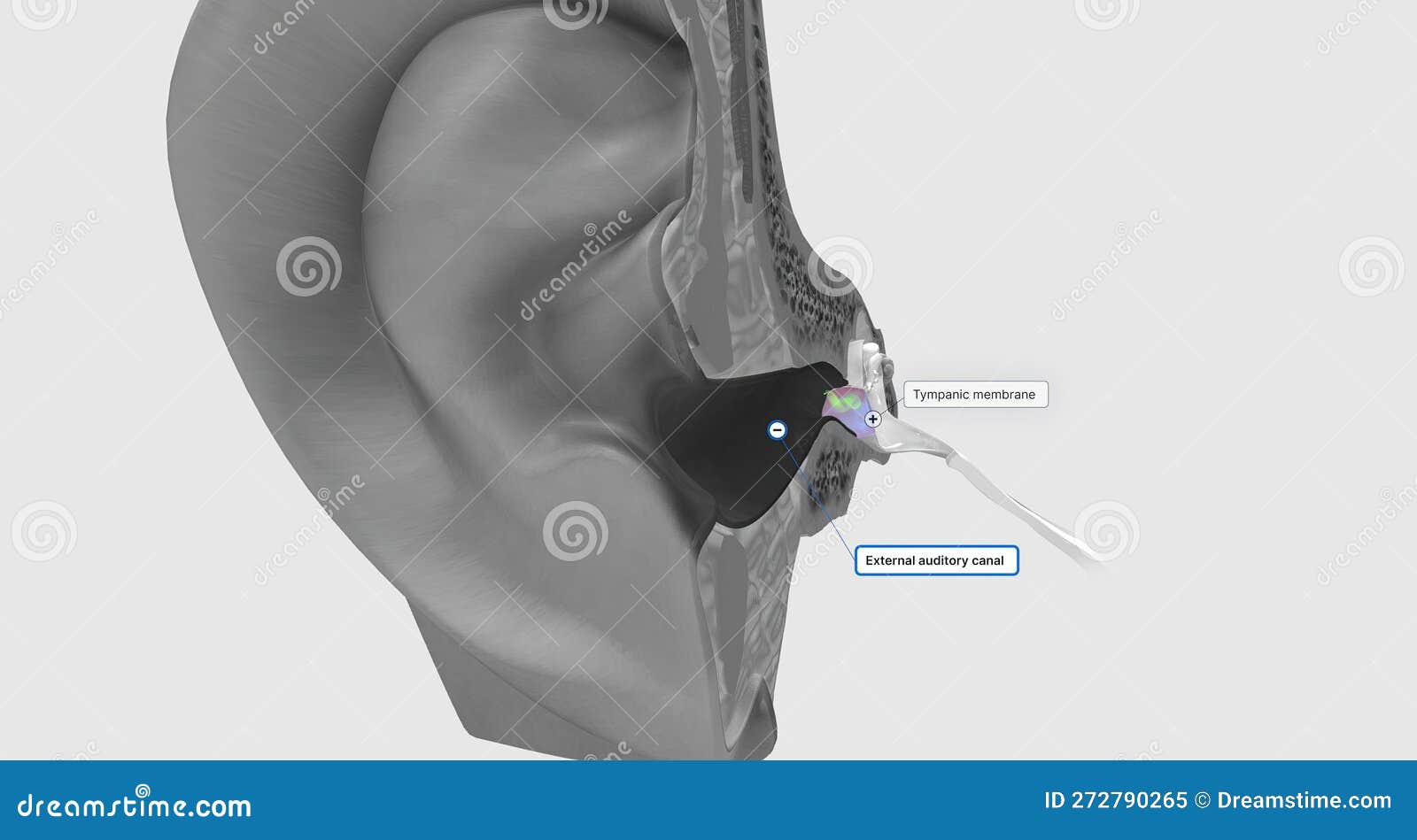 The Tympanic Membrane (eardrum) Separates the External and Middle ...