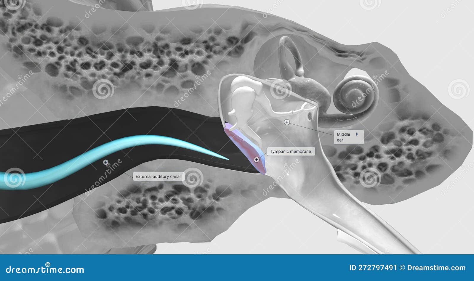The Tympanic Membrane (eardrum) Separates the External and Middle ...