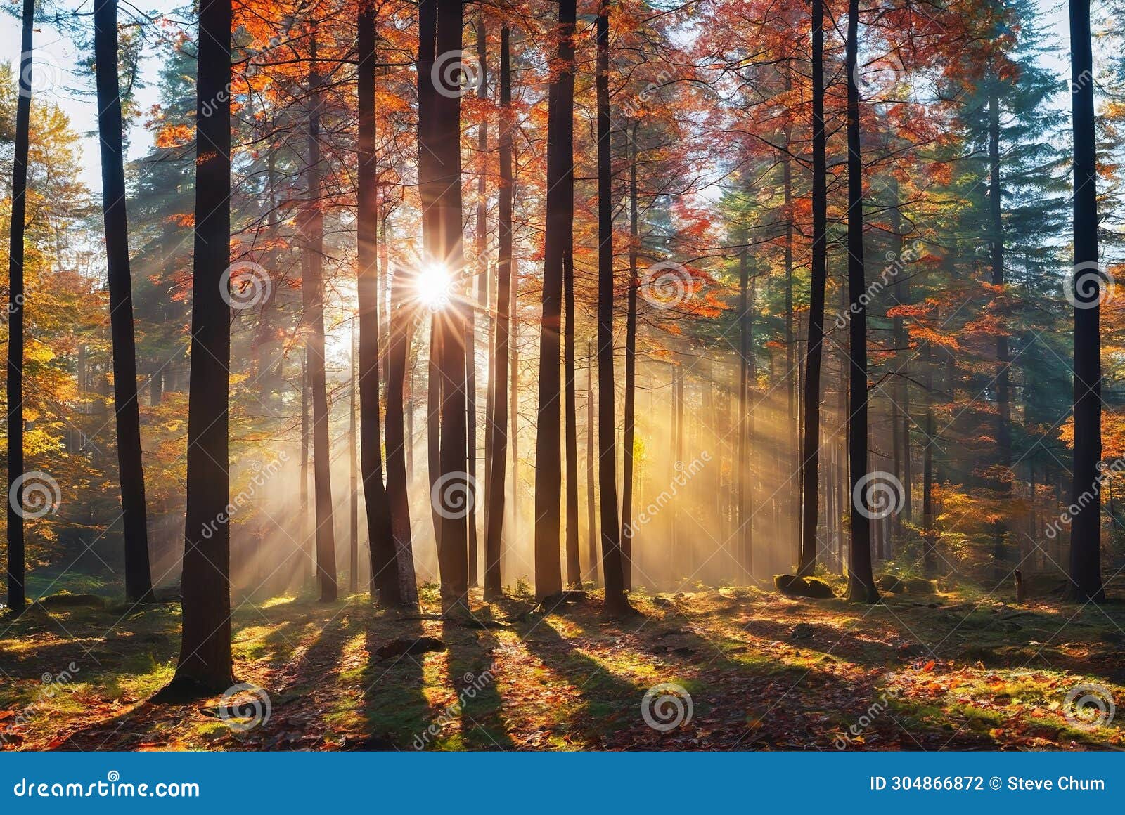Tyndall Phenomenon Light Produced by Sunlight Entering a Dense Forest ...