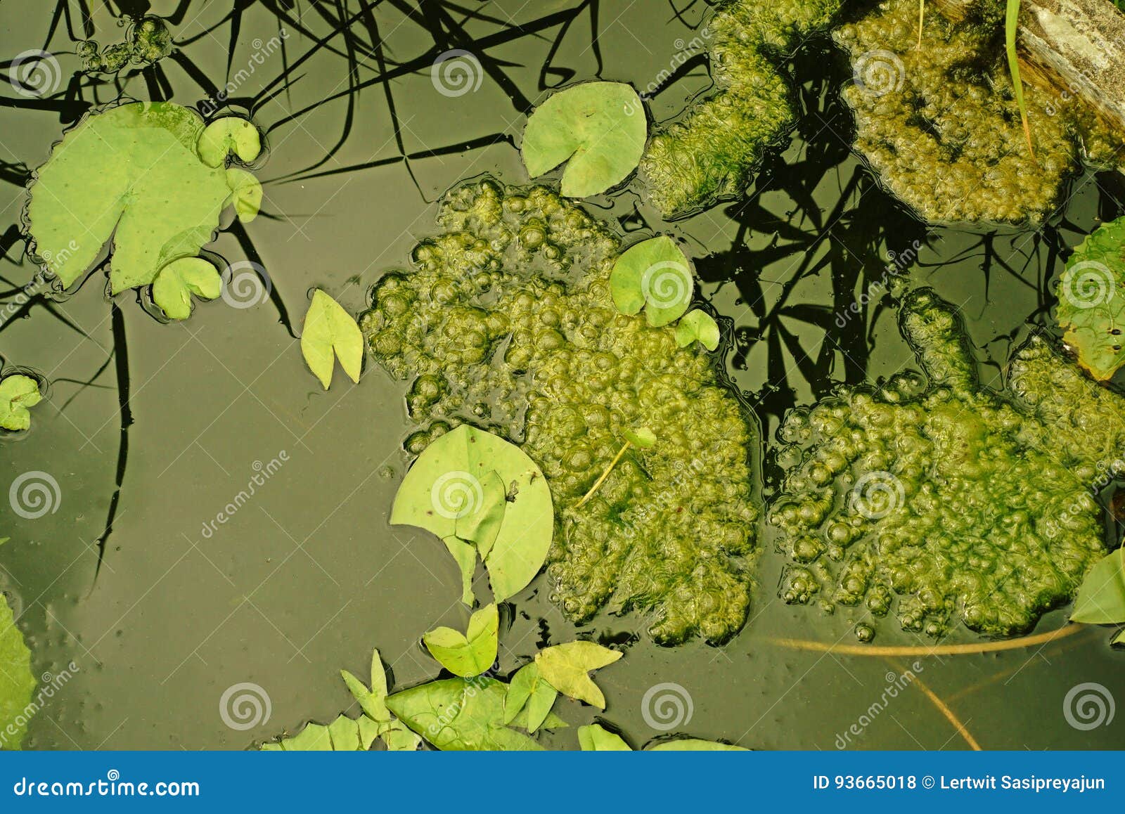 Algae Grow On The Bedrock Of A Dry River Producing Eutrophication Stock ...