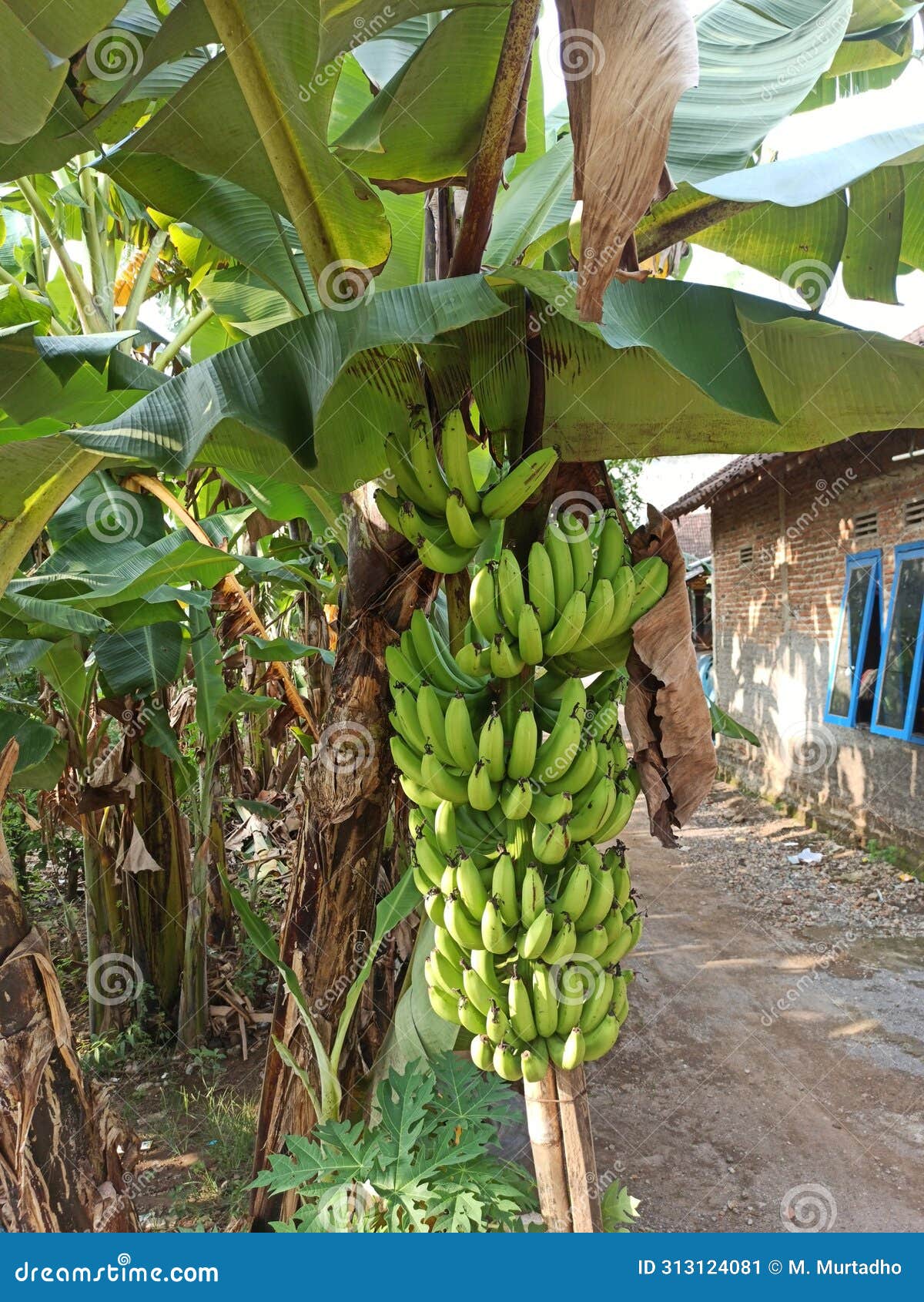 This is a Type of Ambon Banana Tree that Grows in Villages Stock Image ...