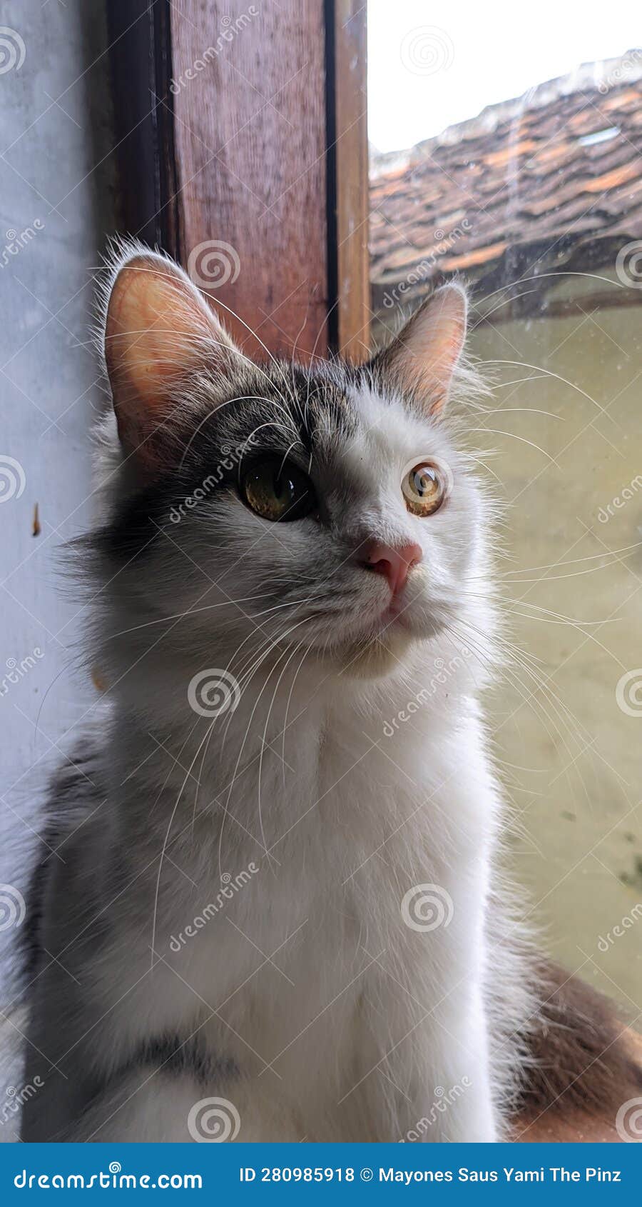 This Type of Angora Cat is Very Cute with Smooth and Thick Fur Stock ...
