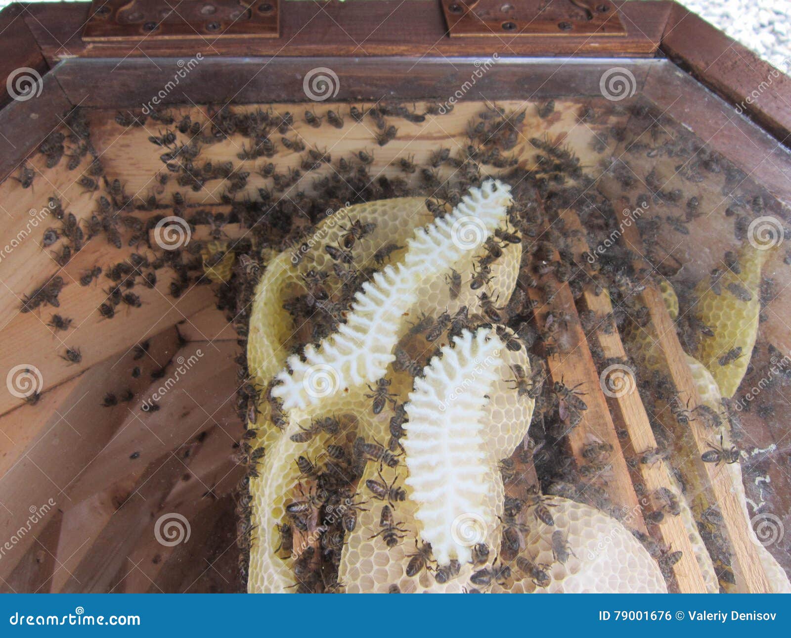 Life Of Bees. Worker Bees. The Bees Bring Honey. Royalty-Free Stock ...