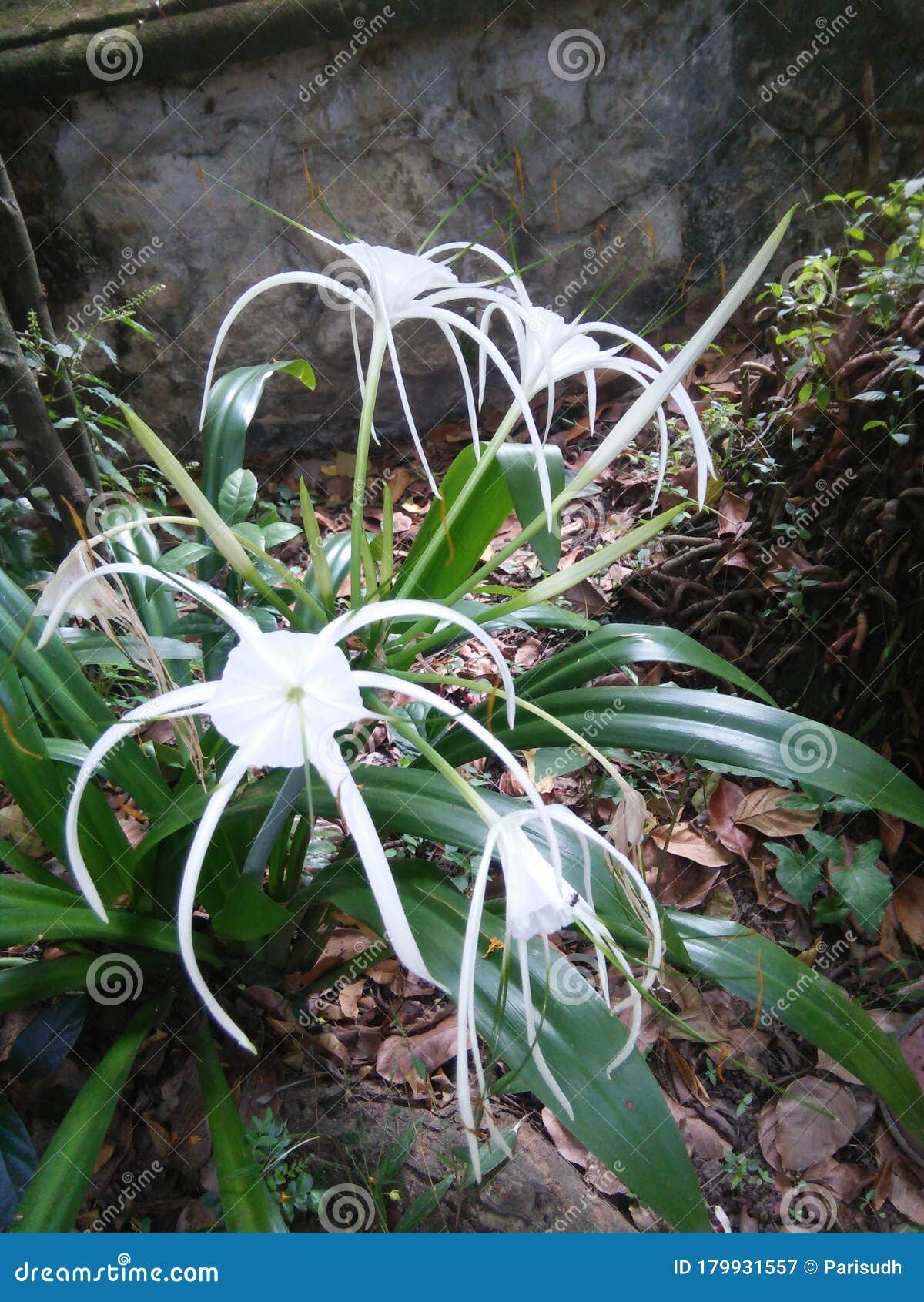 A type of big lily stock image. Image of leaf, vegetation - 179931557