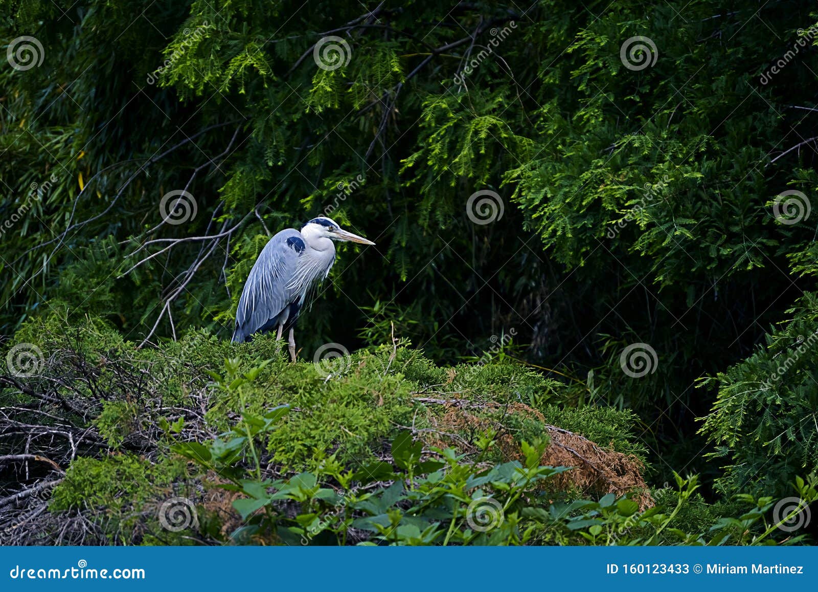 Type of Bird Ardea Cinerea. Stock Image - Image of camera, protection ...
