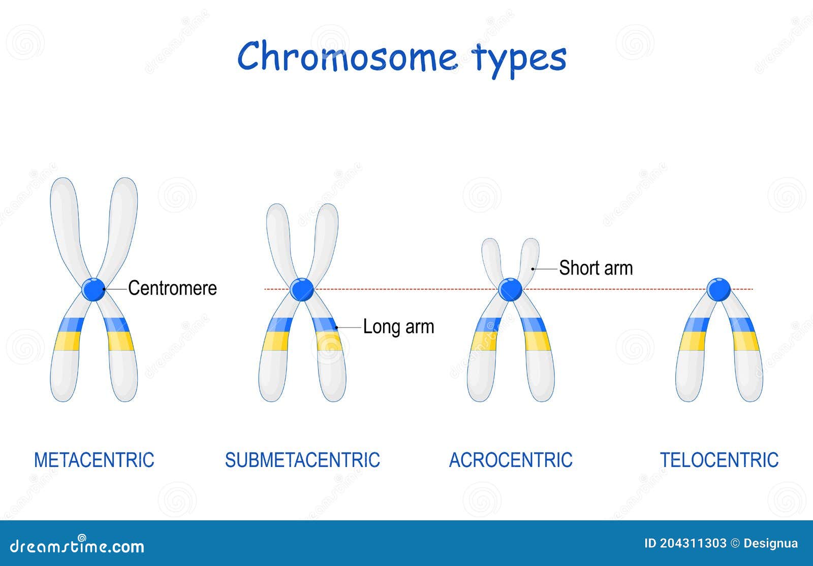 Type of Chromosome. Metacentric, Submetacentric, Acrocentric ...