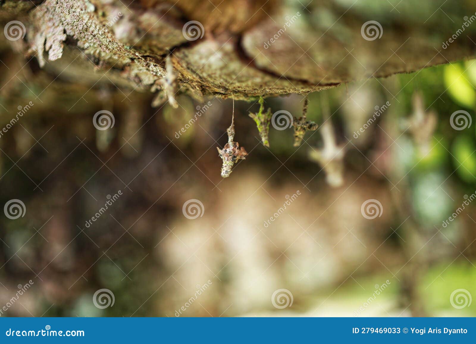 A Type of Cocoon of an Insect that Hangs Under a Dry Tree Branch Stock ...