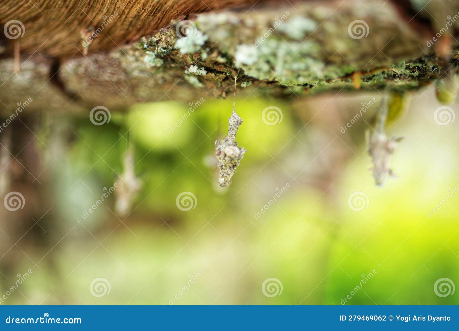 A Type of Cocoon of an Insect that Hangs Under a Dry Tree Branch Stock ...