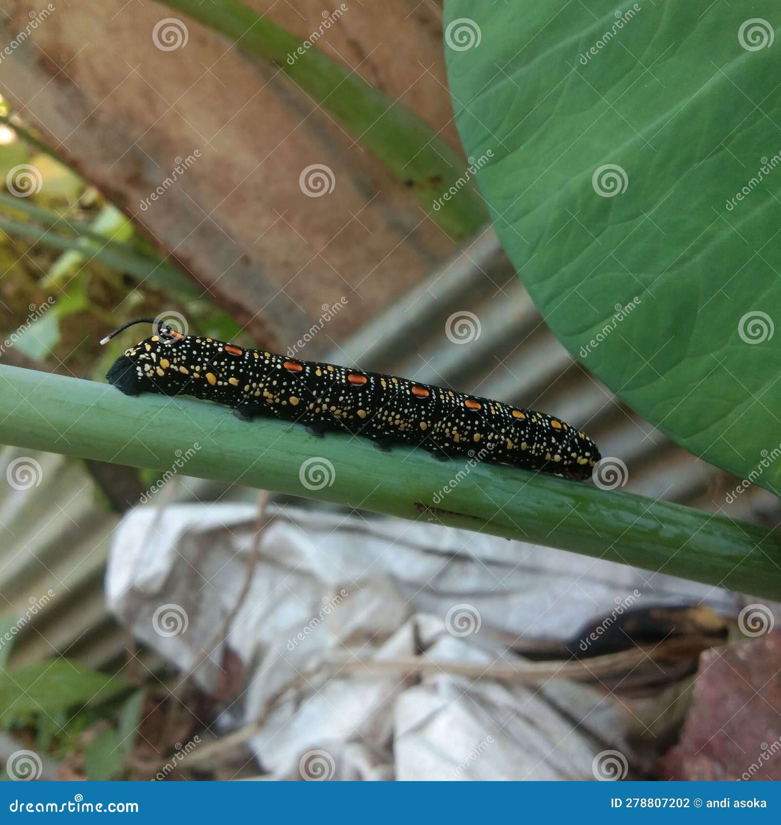 Colored Caterpillar Or Brown Worm Stock Photography | CartoonDealer.com ...