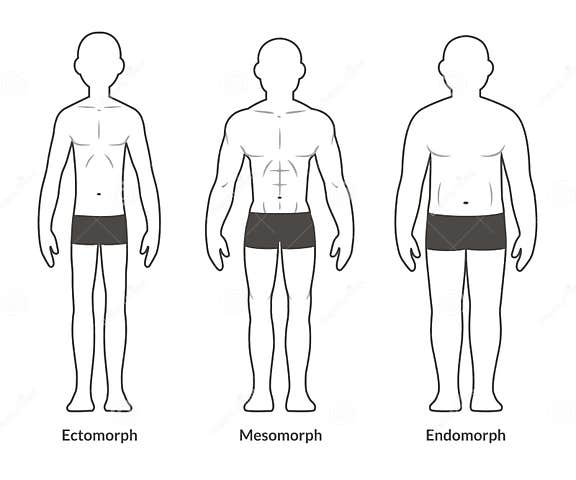 Type De Corps Masculin Diagramme Illustration de Vecteur - Illustration ...