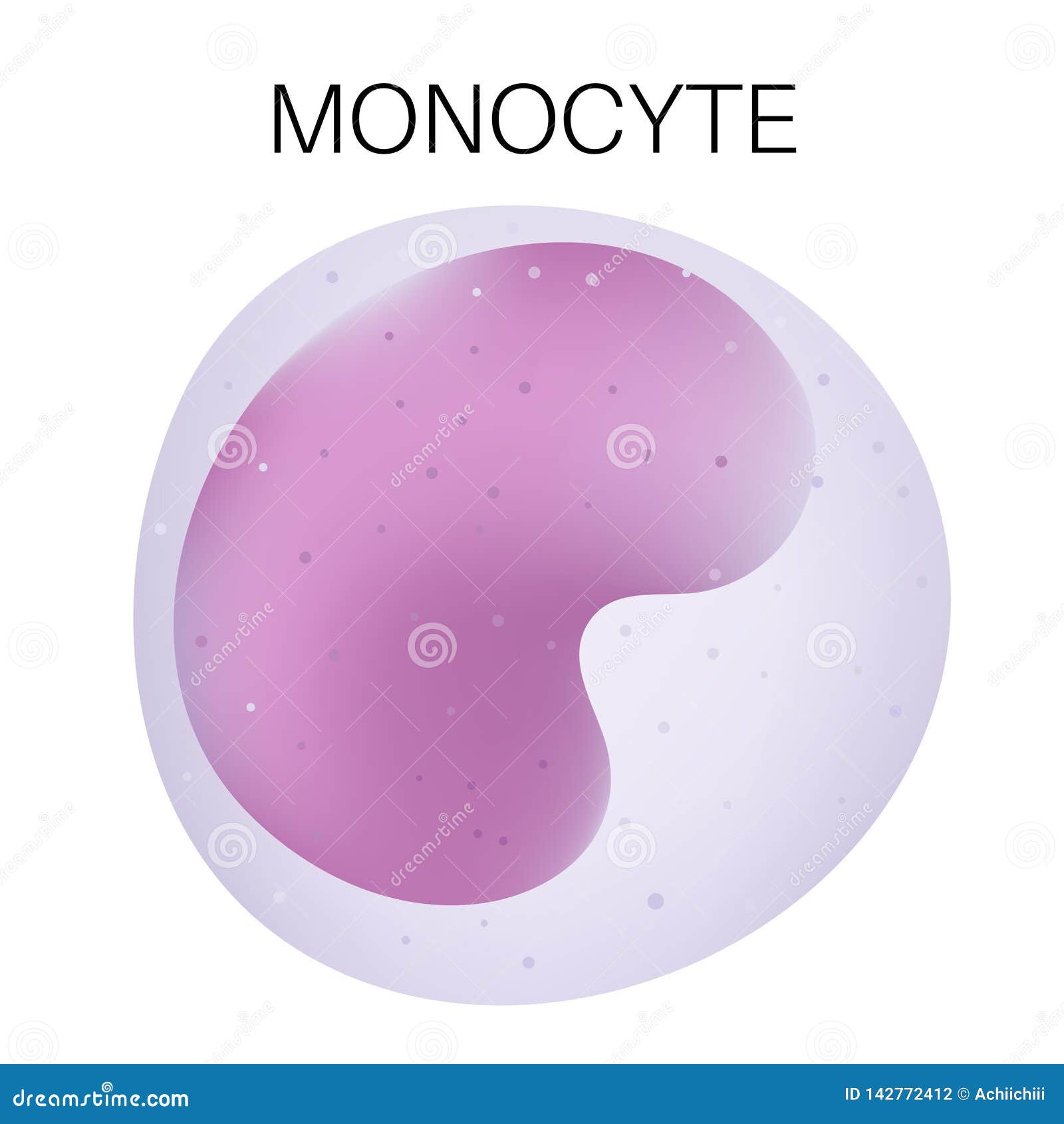 Type De Globule Blanc - Monocyte Illustration de Vecteur - Illustration ...