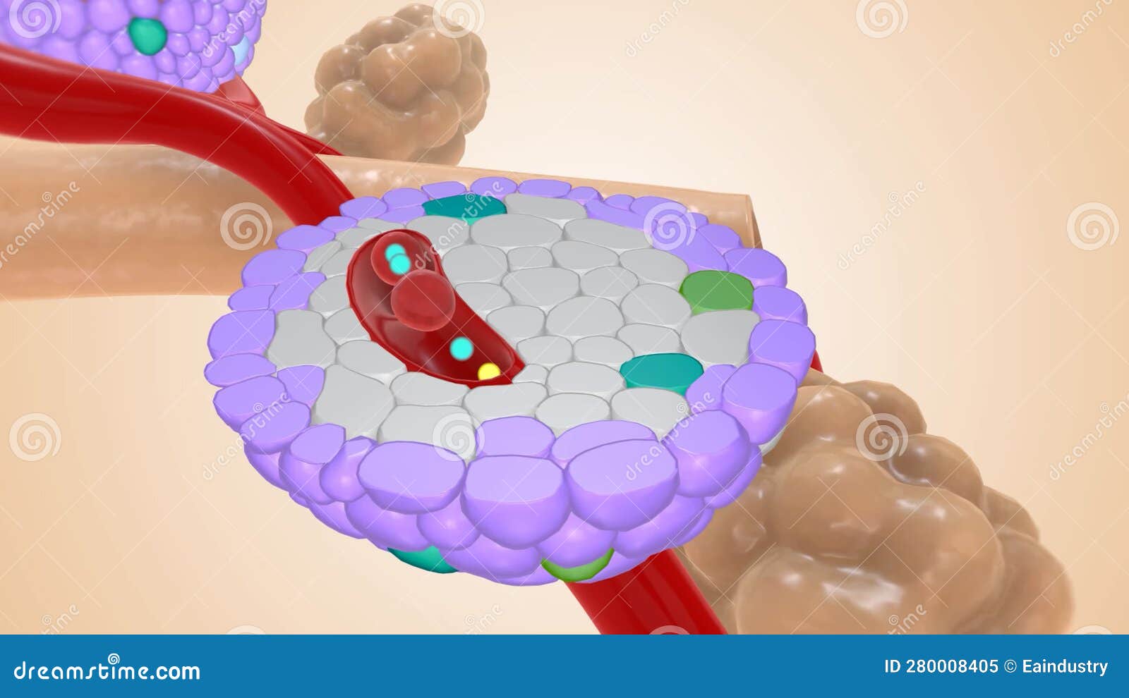 Type 1 Diabetes Insulin Production 3d Animation Stock Video - Video of ...