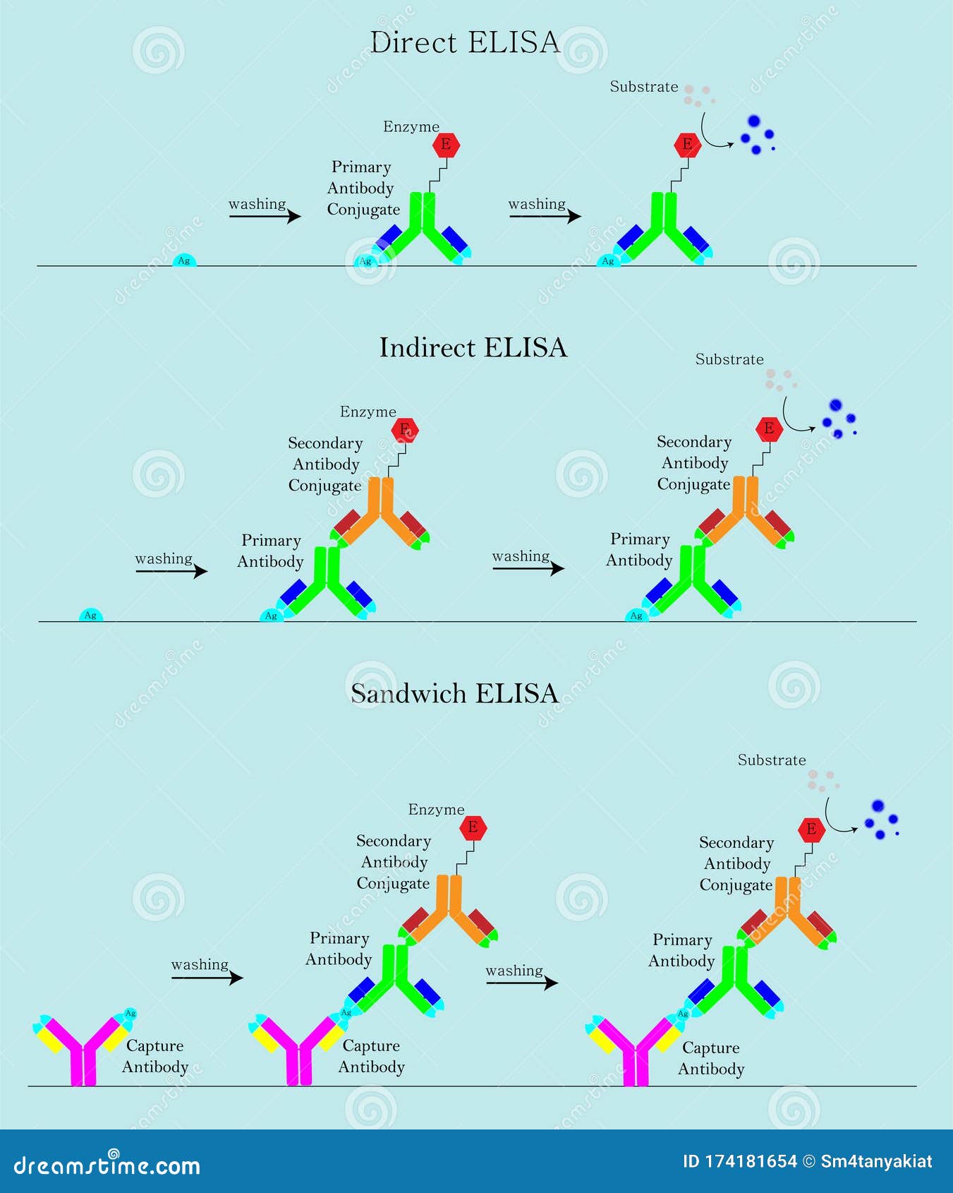 3 Type ELISA in Science Laboratory Stock Vector - Illustration of ...