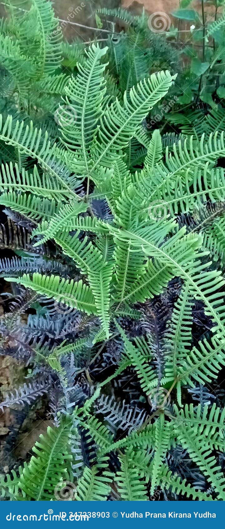 This Type of Fern is a Comb Fern, One of Various Types of Ferns Stock ...