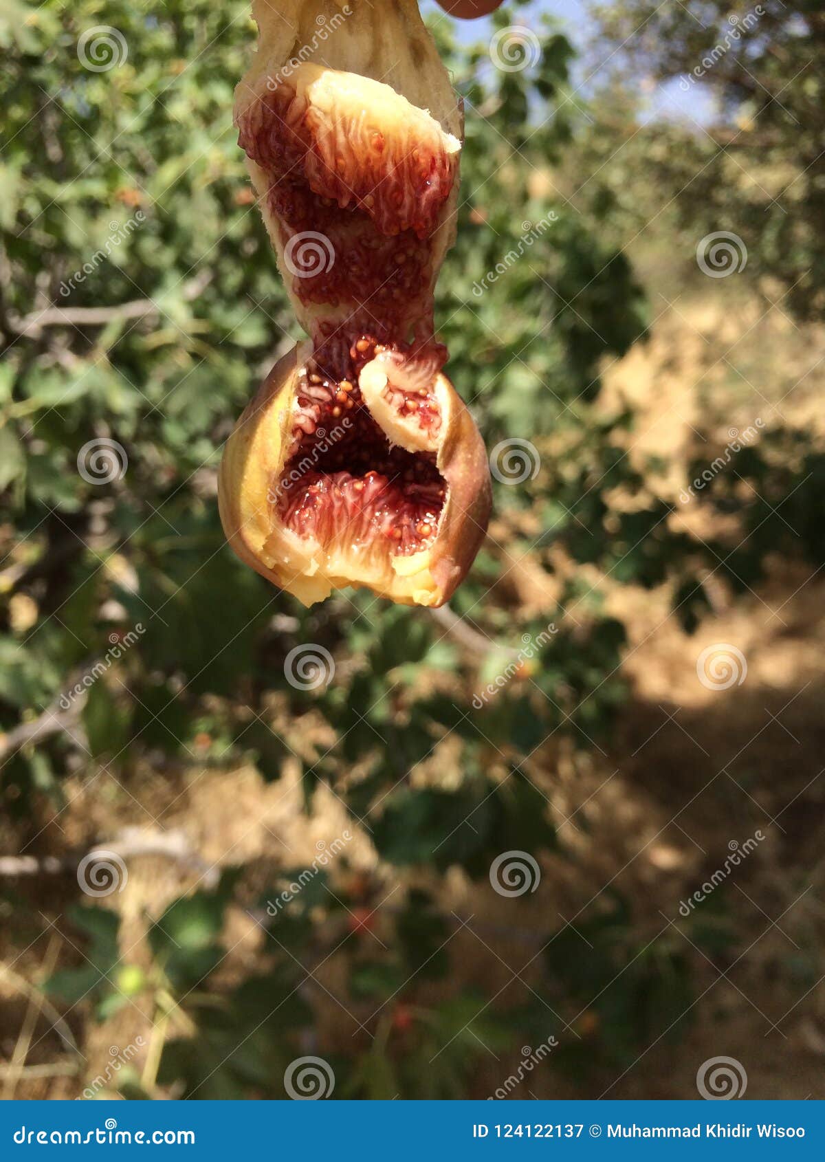 Red fig stock image. Image of produced, spring, food - 124122137