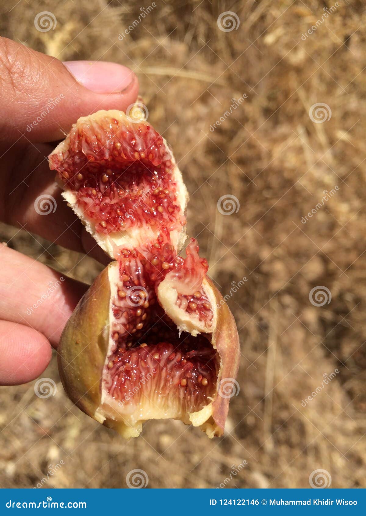 Red fig stock photo. Image of fruit, juicy, summer, farm - 124122146