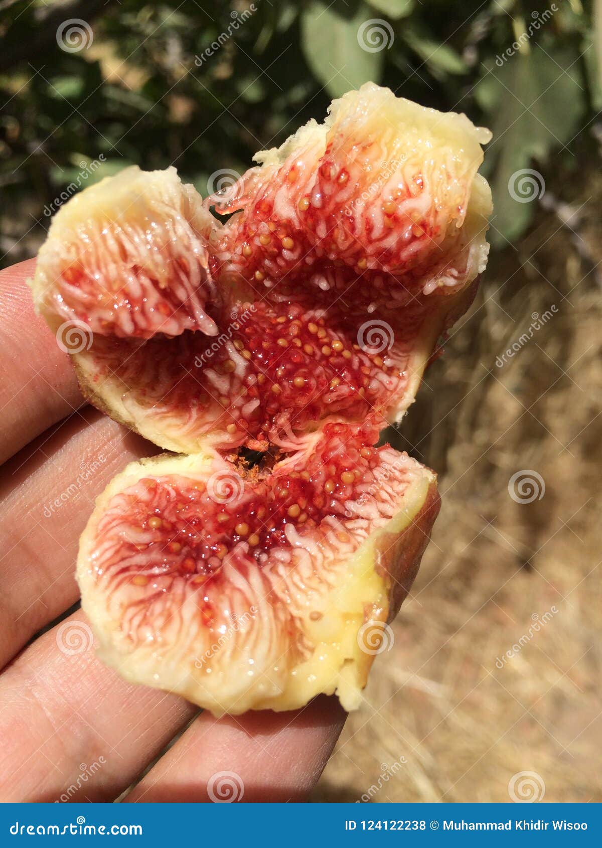Red fig stock photo. Image of juice, branch, fall, purple - 124122238