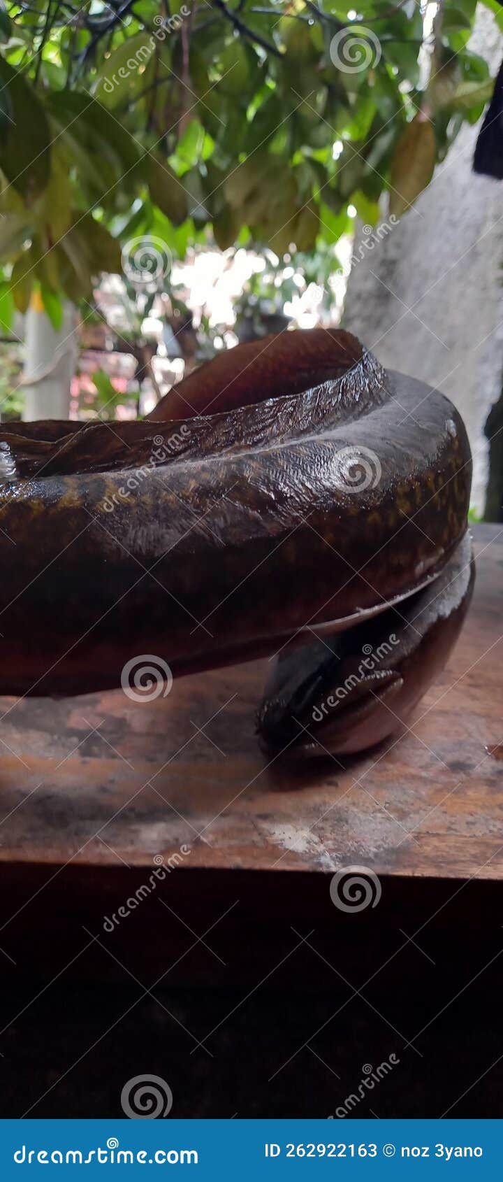 This Type of Fish is Very High in Protein and Expensive Stock Image ...