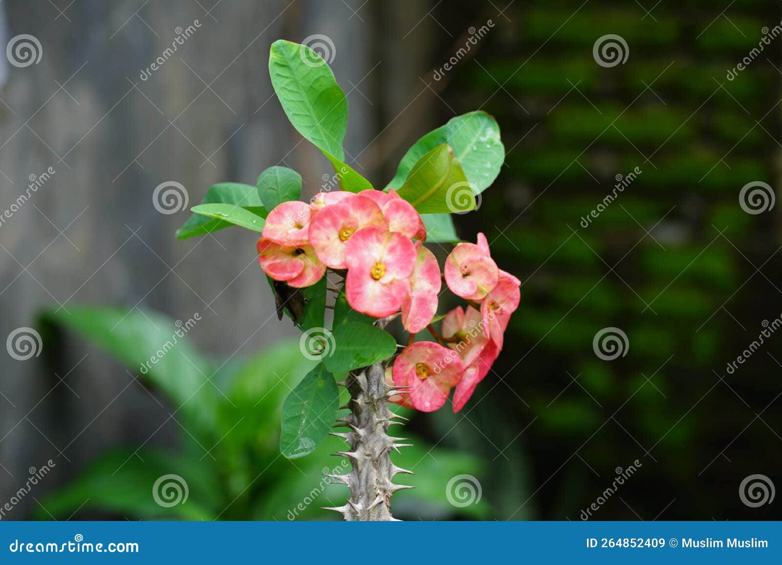 A Type of Flower Whose Tree Has Thorns but the Flowers are Beautiful ...